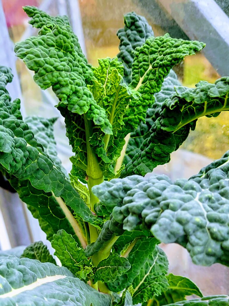 Palmkohl mit Pasta und Hackfleisch – Einfach nachhaltig gesund selbst ...
